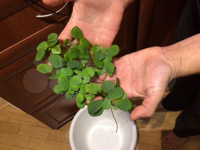 Пистия, лимнобиум