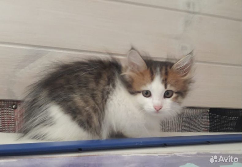 Котенок