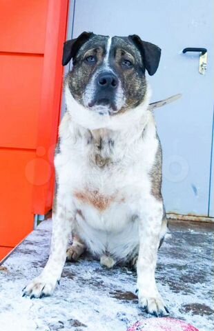 Собака на охрану сторожевой кобель стафф помесь