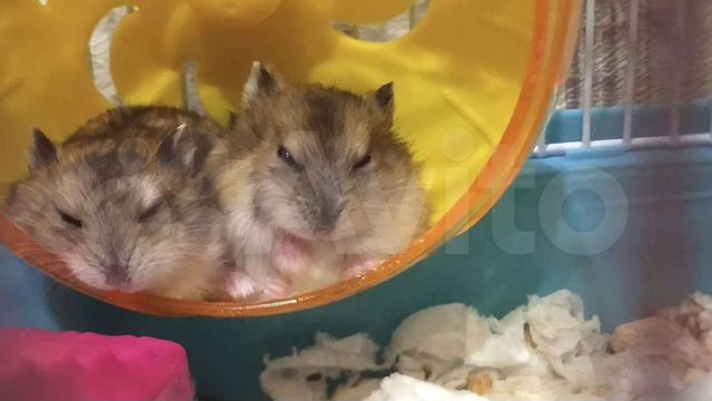 Джунгарские хомячки