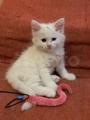 Белый котенок в добрые руки