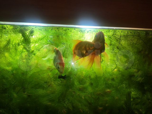 Золотые рыбки