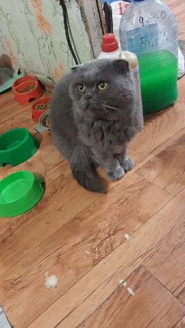 Кот Мартин