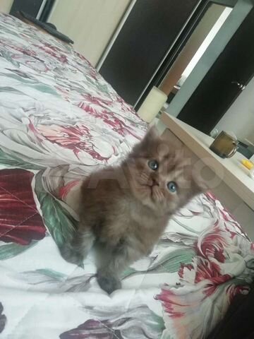 Шотландские вислоухие котята