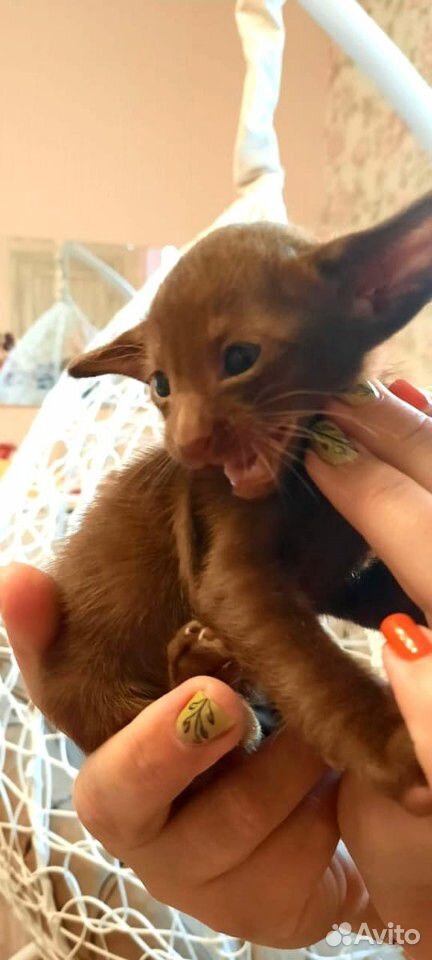 Ориентальные котятки