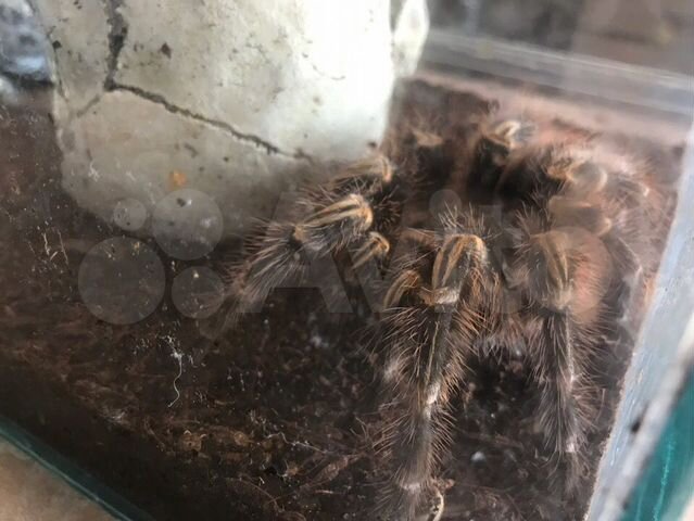 Продам паука-птицееда Acanthoscuria geniculata