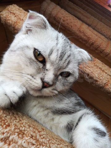 Шотландский вислоухий кот на вязку