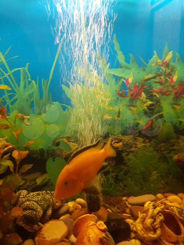 Аквариумные рыбки