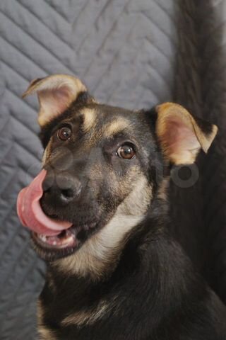 Щенок в добрые руки