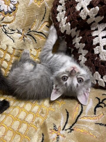 Британские котята