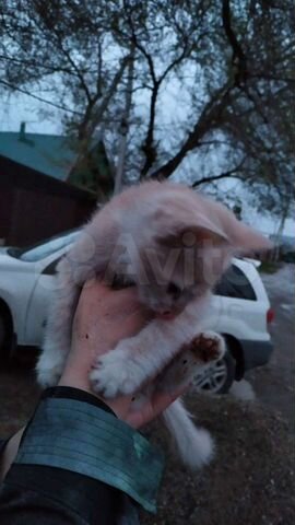 Котята рыжий котик и серенькая кошечка в добрые ру