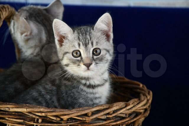 Шотландские котята(метисы 2 мес.)