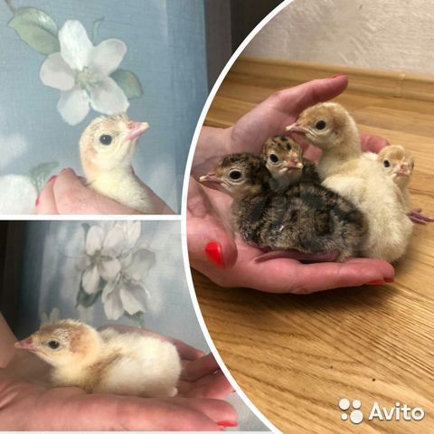 Индюшата хайбрид конвертер, цесарки, бройлеры