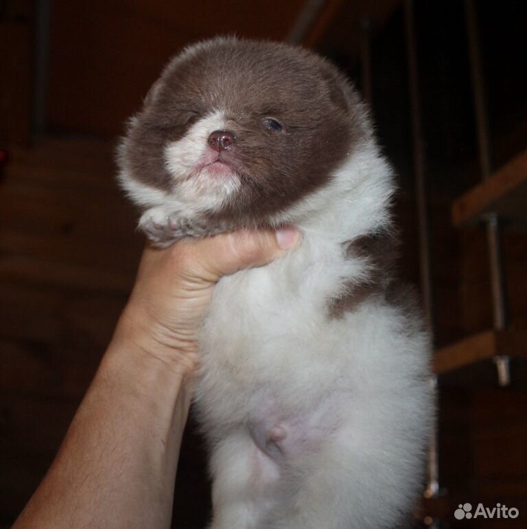 Пом шпиц Помпон