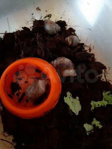 Улитки Ахатины