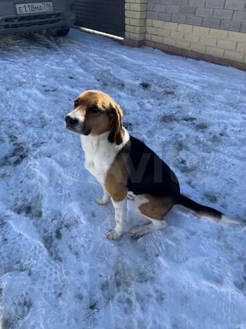 Бигль/ эстонская гончая