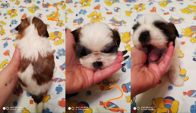 Малышки Ши-тцу