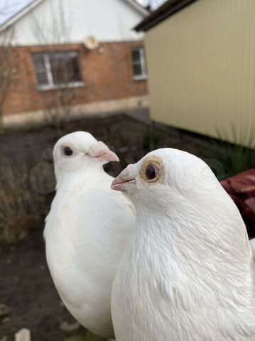 Голуби свадебные