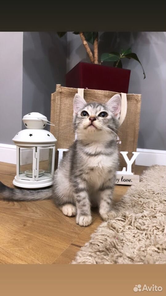 Котёнок в добрые руки