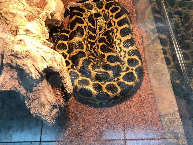 Парагвайская анаконда