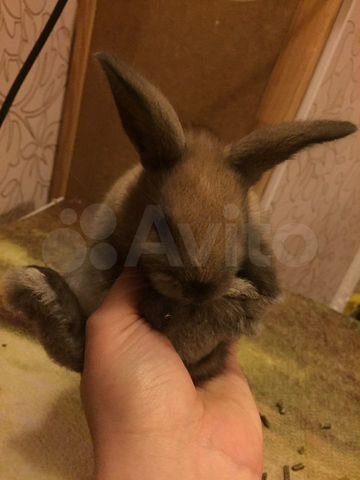 Крольчата