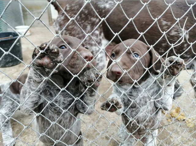 Щенки курцхаара