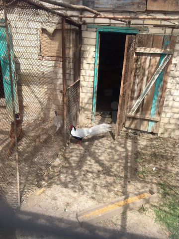 Серебристый фазан