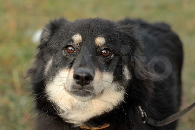 Нежная Шарлиз в добрые руки