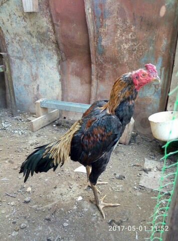 Бойцовые куры