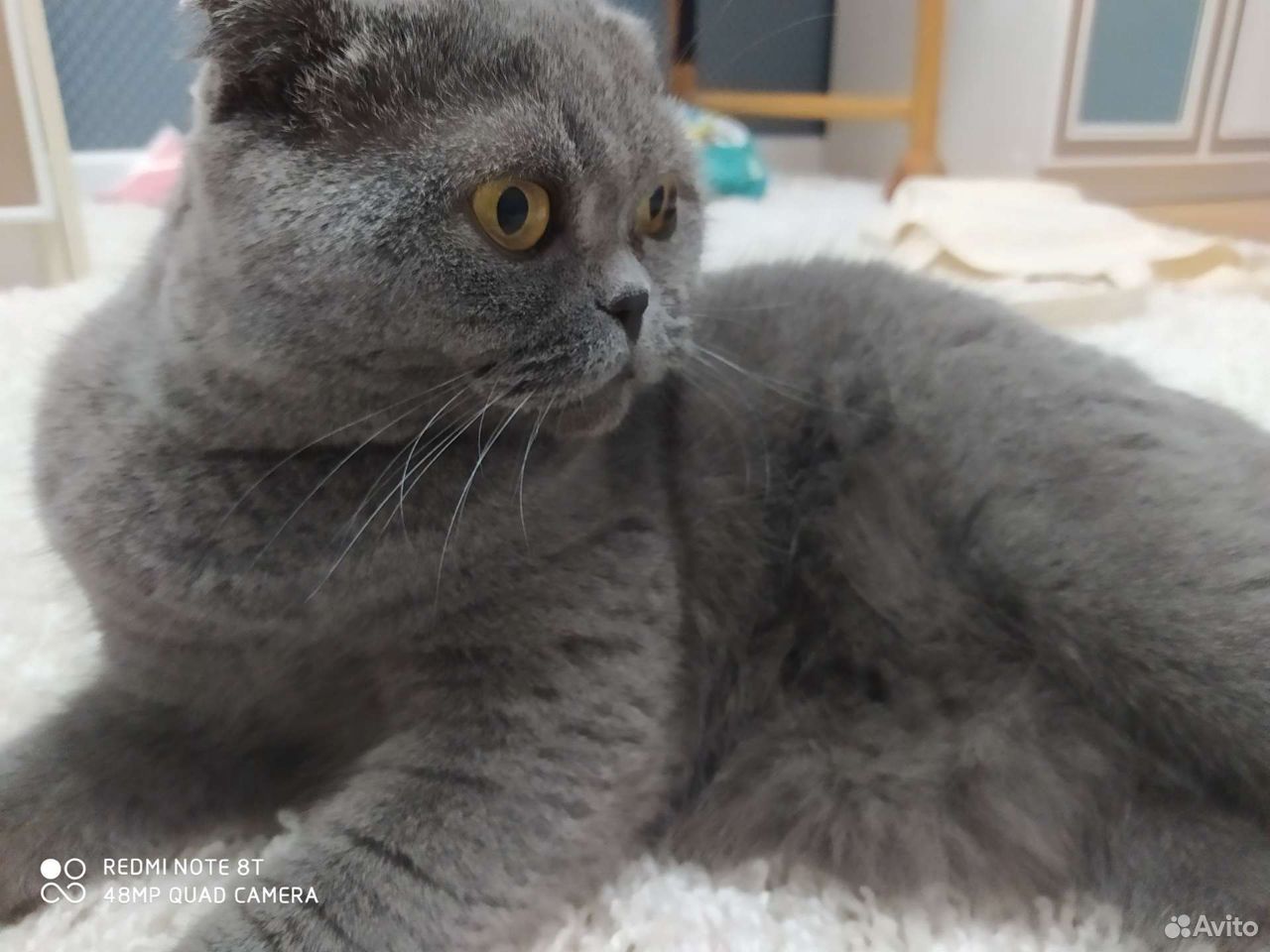 Кот шотланско вислаухой породы