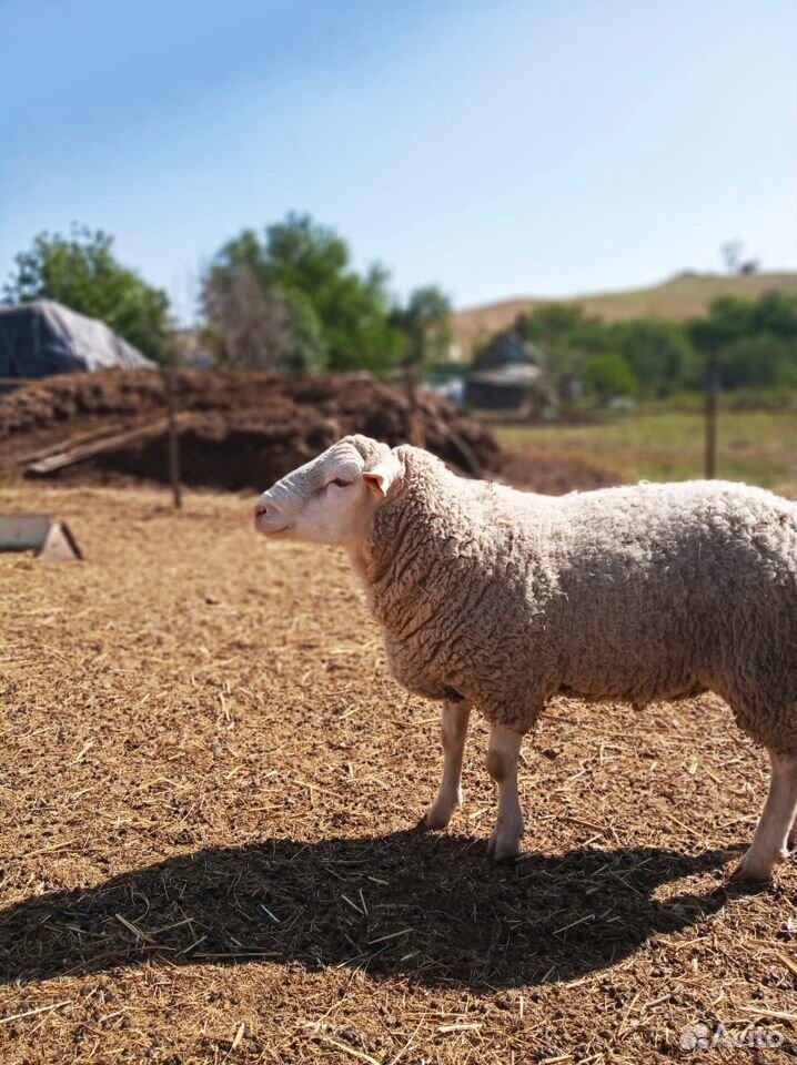Продается баран