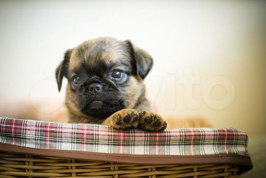 Щенок Брабансона