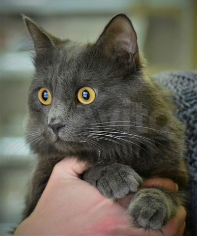 Котик - пушистый животик