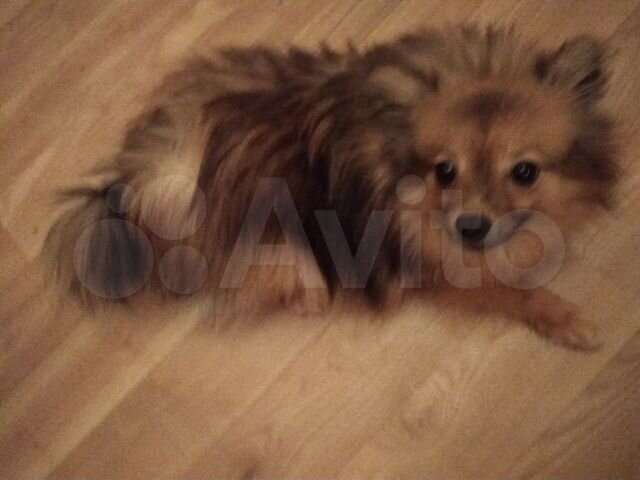 Шпиц вязка девочка,случка,ищем жениха