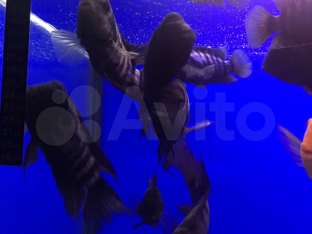 Чернополосые цихлазомы