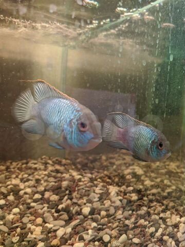 Нанокара блю неон