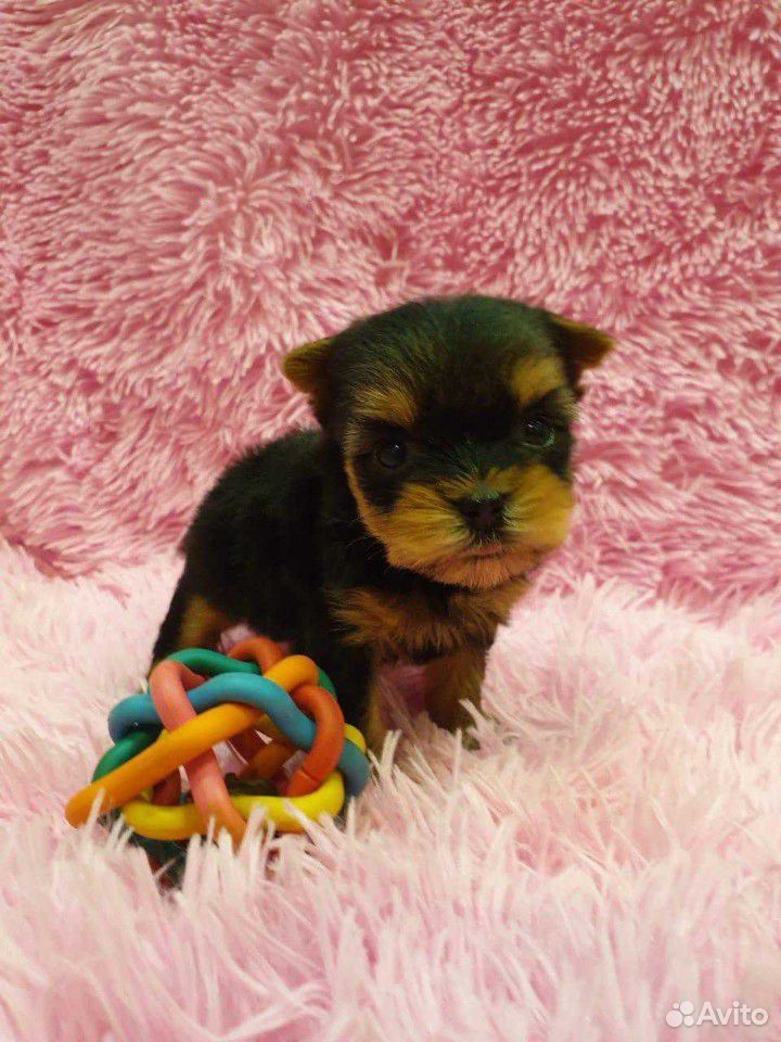 Йоркширский терьер