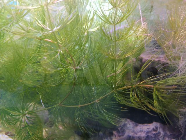 Роголистник и пистия