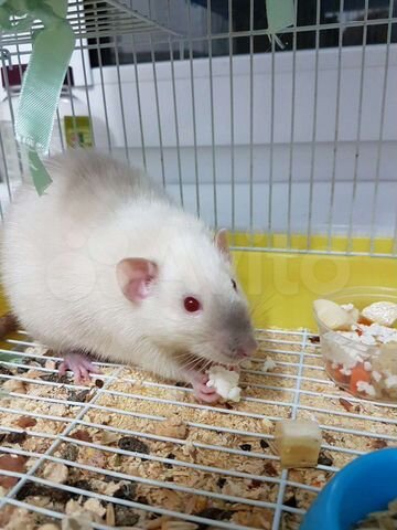 Крыса дамбо с клеткой