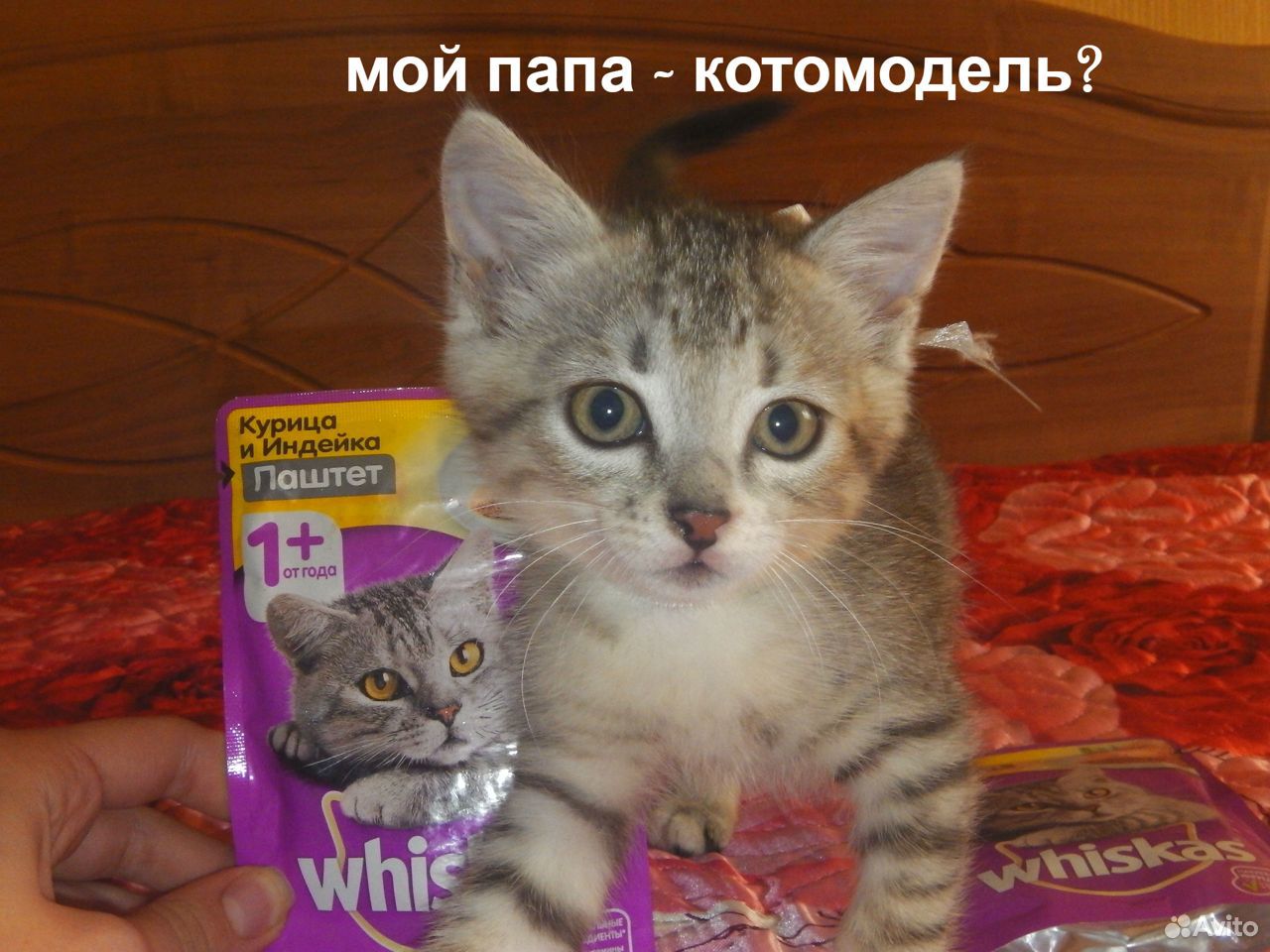 Храбрый котёнок Вискас