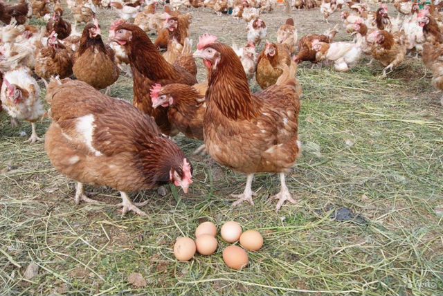 Молодки Родонит и петушки Декалб