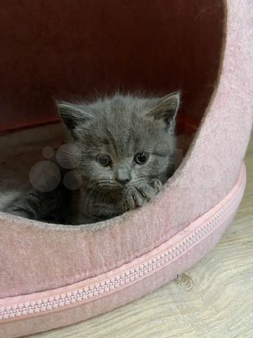 Британский котёнок 02.02.2021