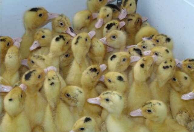 Утята Мулард суточные