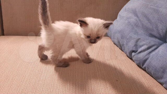 Очаровательные сиамки