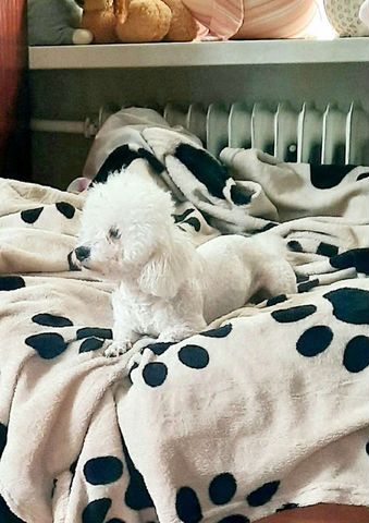 Вязка бишонфризе