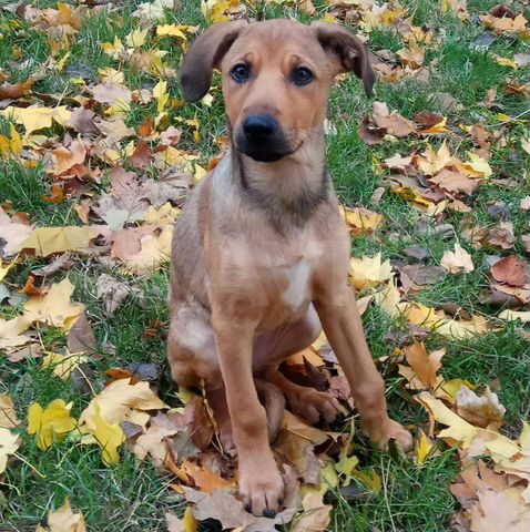 Щенки в добрые руки