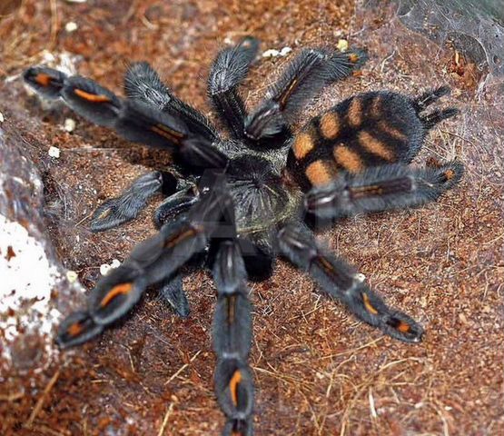 Паук птицеед Psalmopoeus irminia в комплекте с пау
