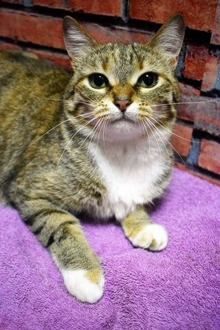 Кошка Софи 1,5 года ищет семью
