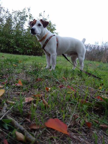 Симпатичный Джек рассел для вязки