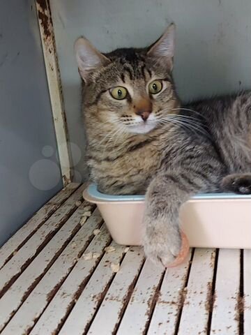 Потрясающий Яша